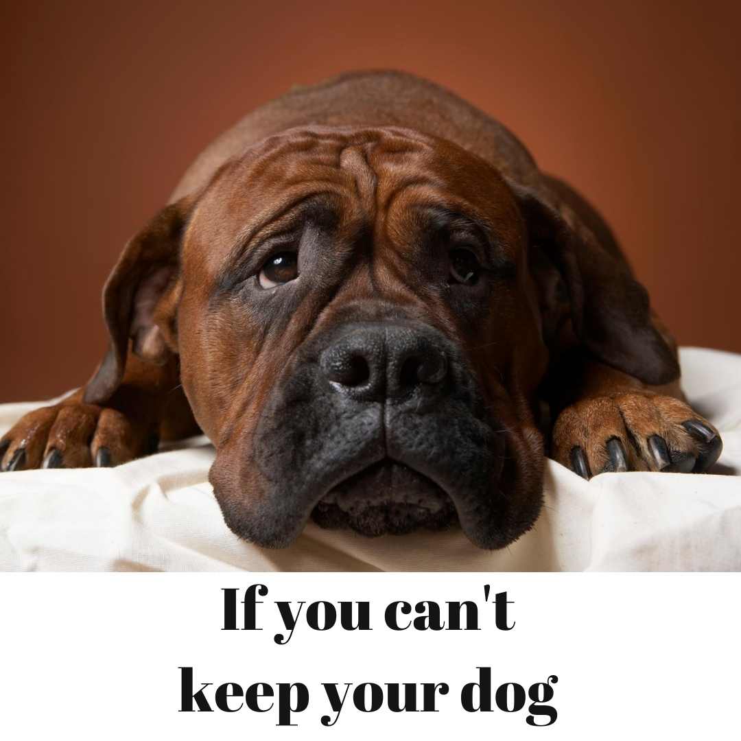 Surrendering your dog - No Fee. No Judgement. - Dogs' Homes of Tasmania