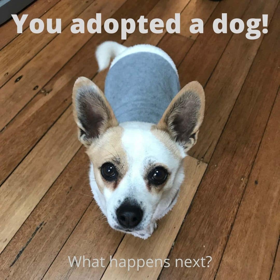 Tips for a successful adoption. - Dogs' Homes of Tasmania