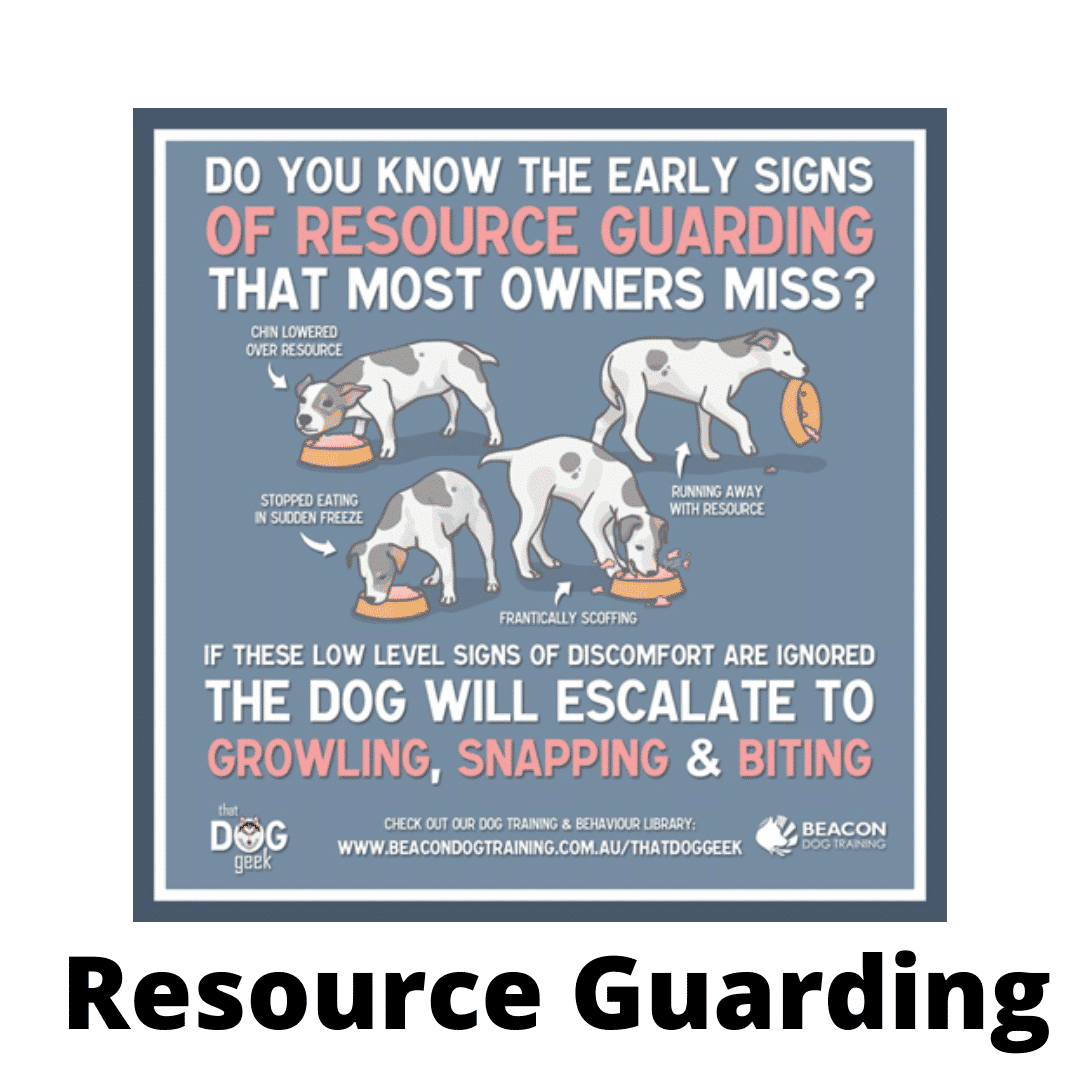 Resource Guarding - Know The Warning Signs - Dogs' Homes of Tasmania