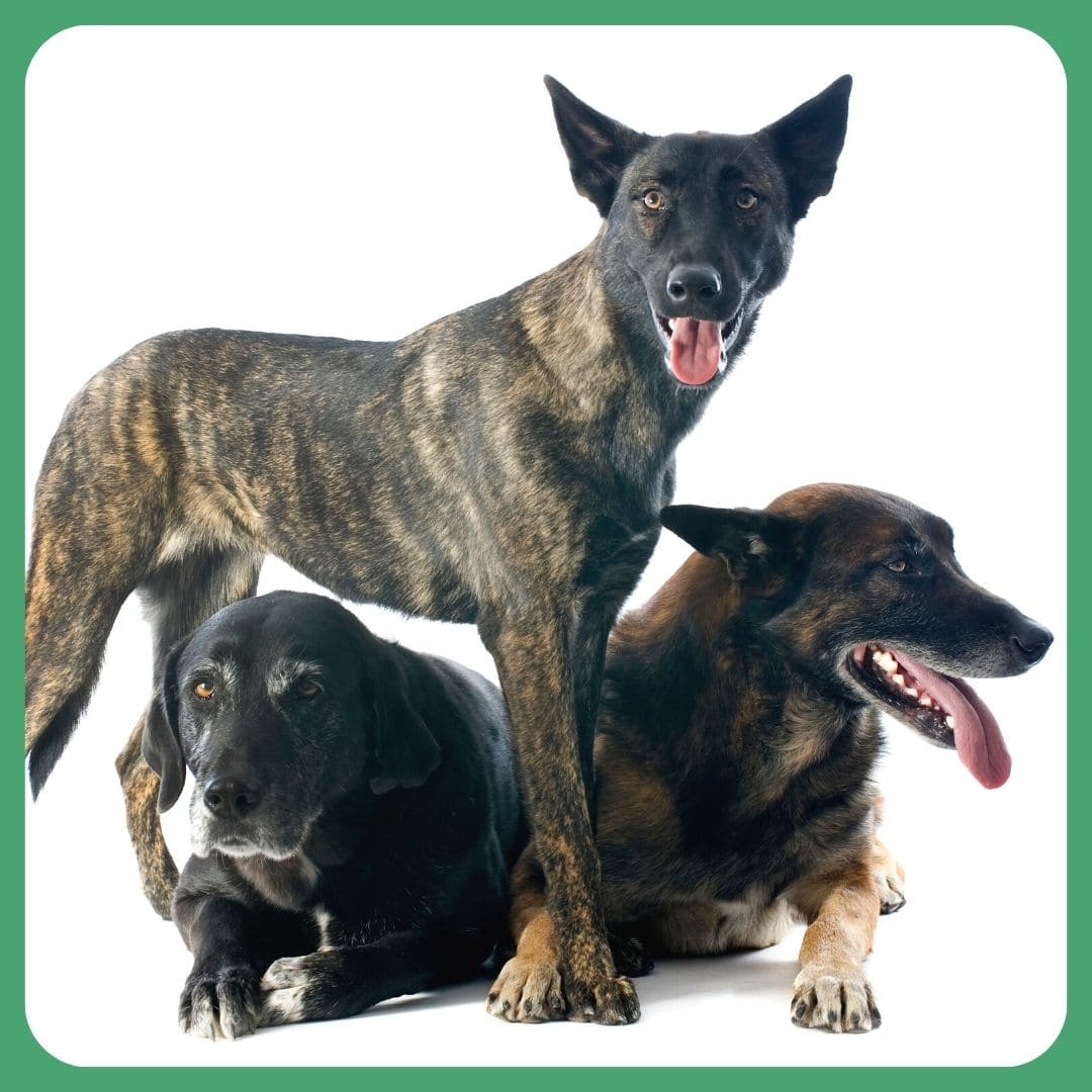 Thinking about getting a third dog? - Dogs' Homes of Tasmania