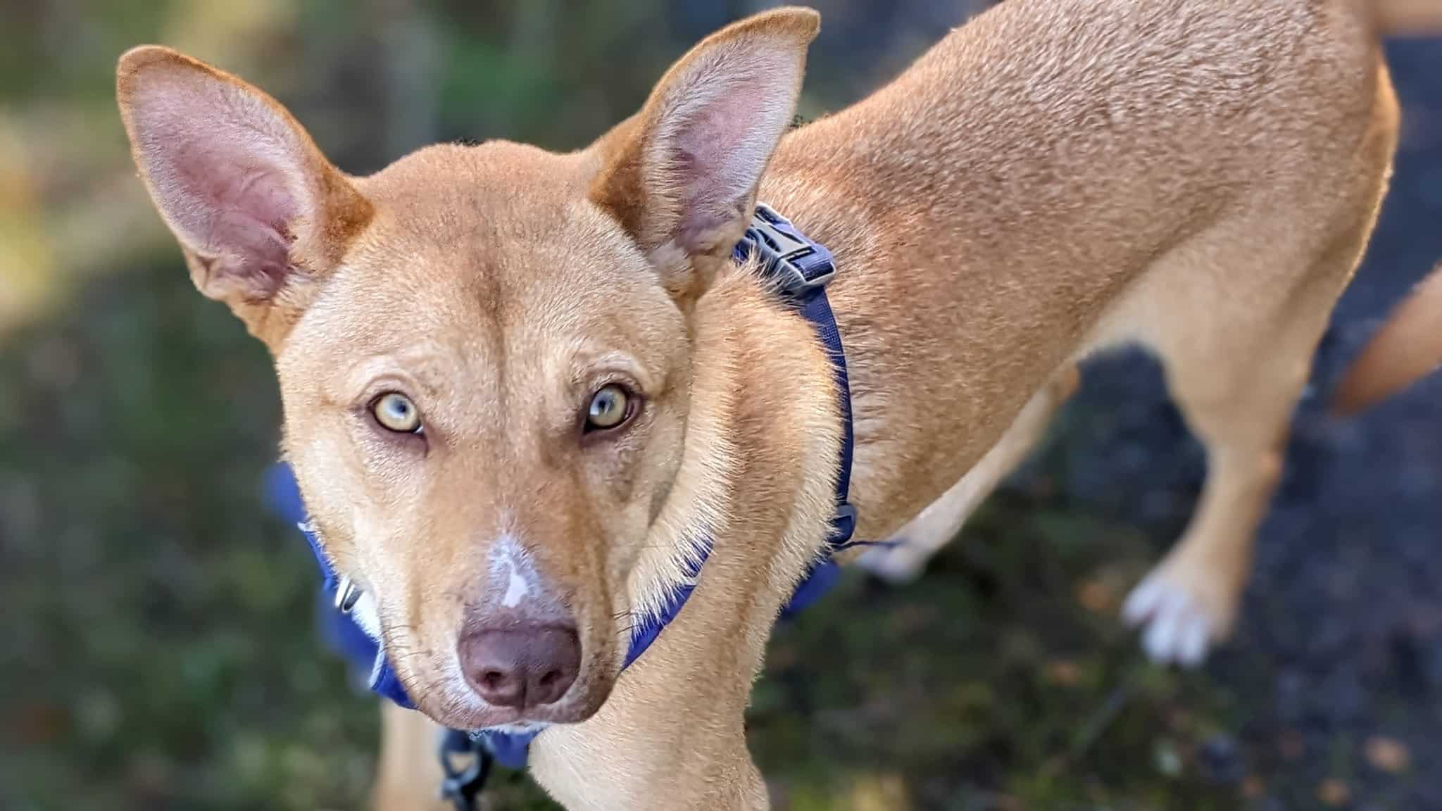 Welcome - Dogs' Homes of Tasmania