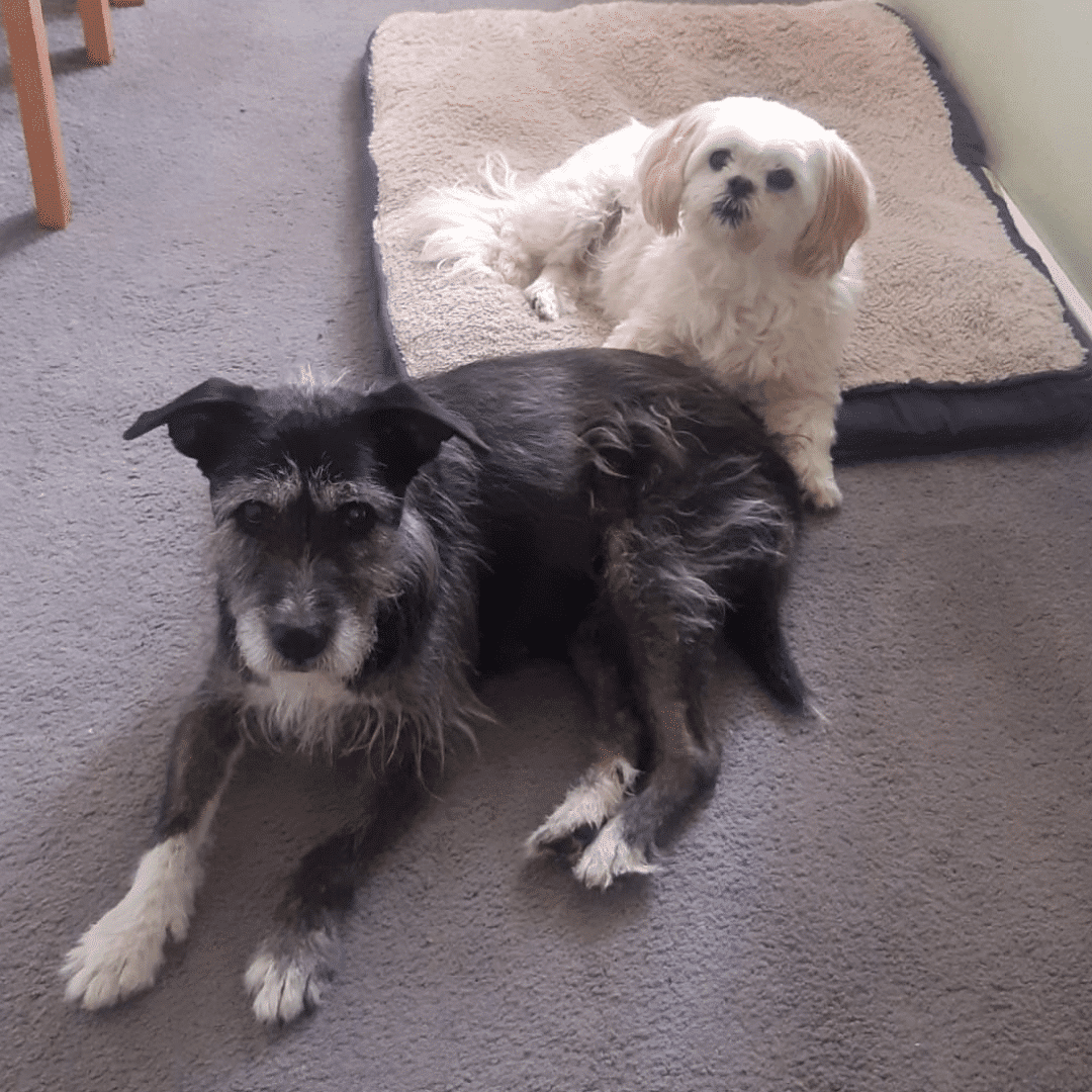 In loving memory of Rufus - Dogs' Homes of Tasmania