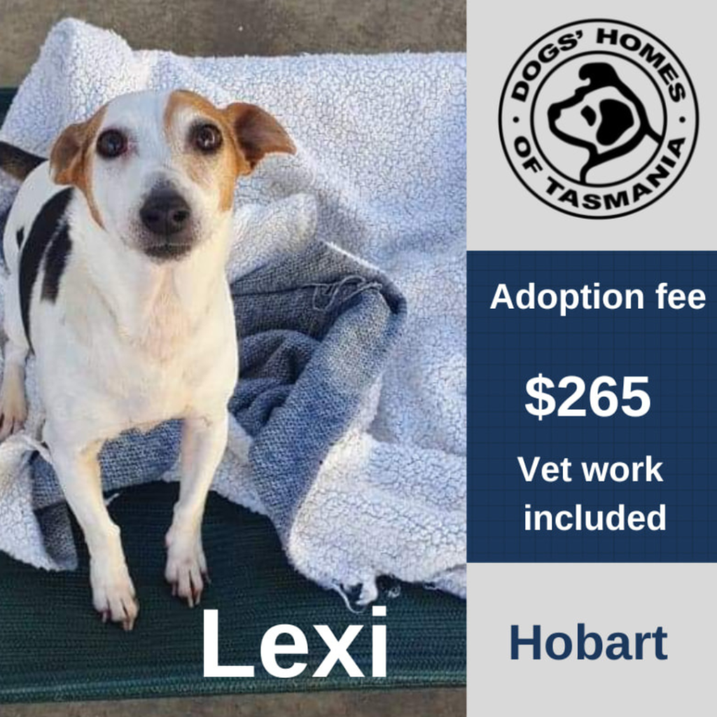 Lexi's new life in the Huon Valley - Dogs' Homes of Tasmania
