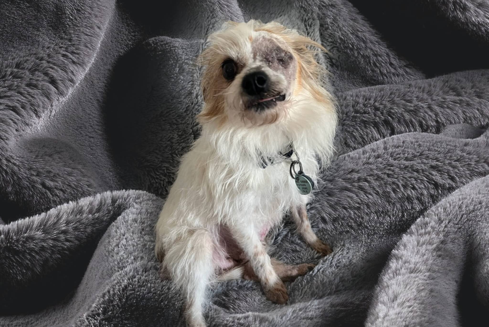 Christmas Appeal launches in the face of an uncertain future - Dogs ...