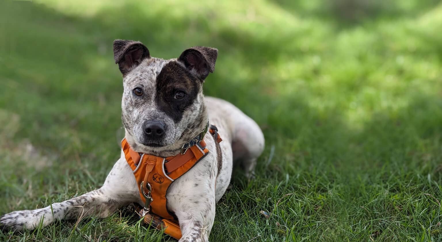 Keep the Doors Open Christmas Appeal 2023 - Dogs' Homes of Tasmania