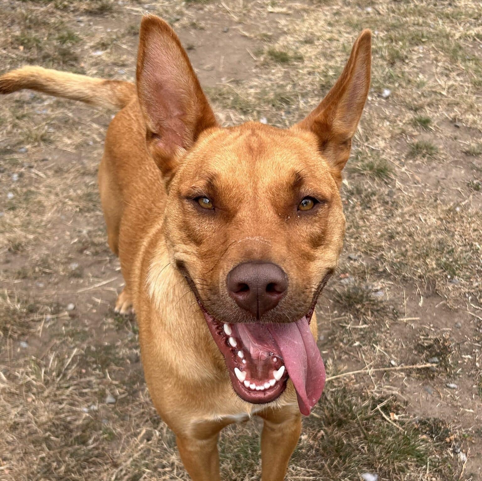 Launceston Dogs - Dogs' Homes of Tasmania