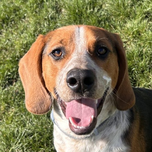 Adopt a Dog - Dogs' Homes of Tasmania